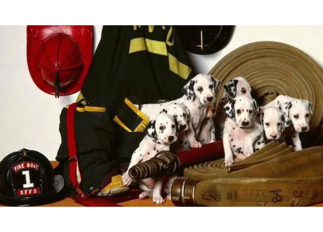 10 Pet Fire Safety Tips | Restore Construction